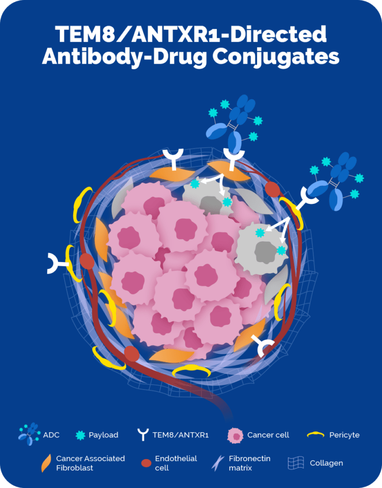 TEM8/ANTXR1 | Biomed Valley Discoveries